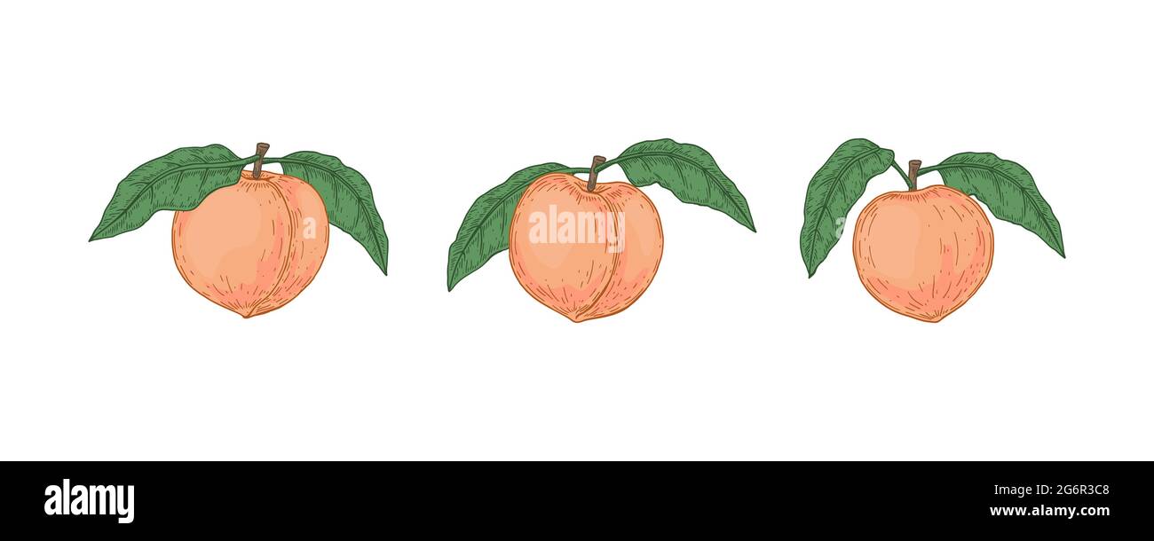 Set of hand drawn peaches with leaves isolated on white background ...