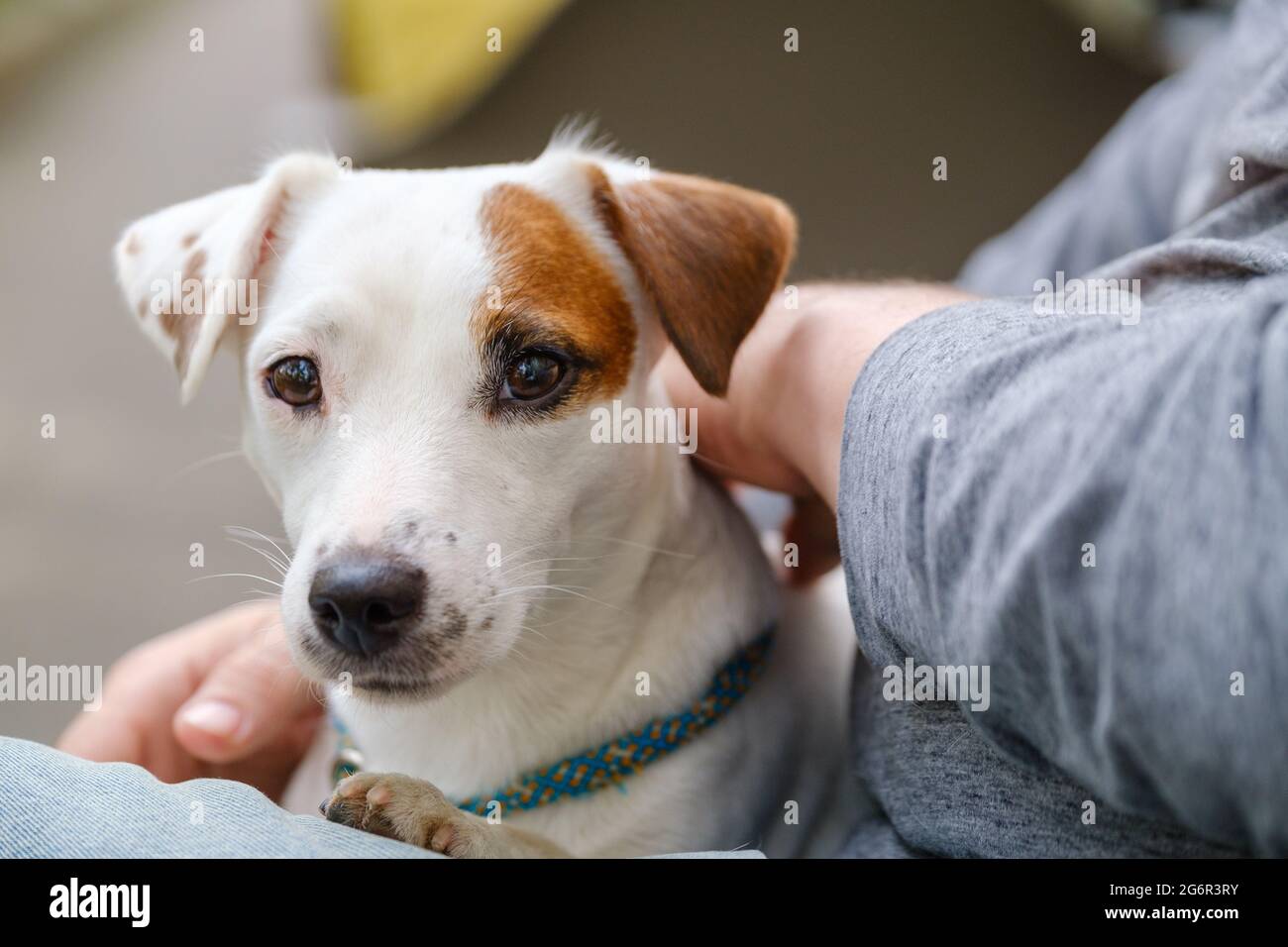 Dog resting on lap of owner Stock Photo - Alamy