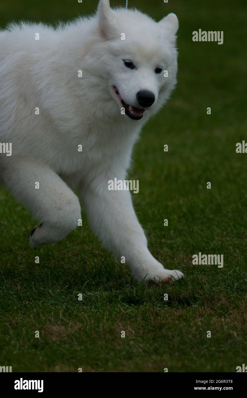 Samoyed dog dogs hi-res stock photography and images - Alamy