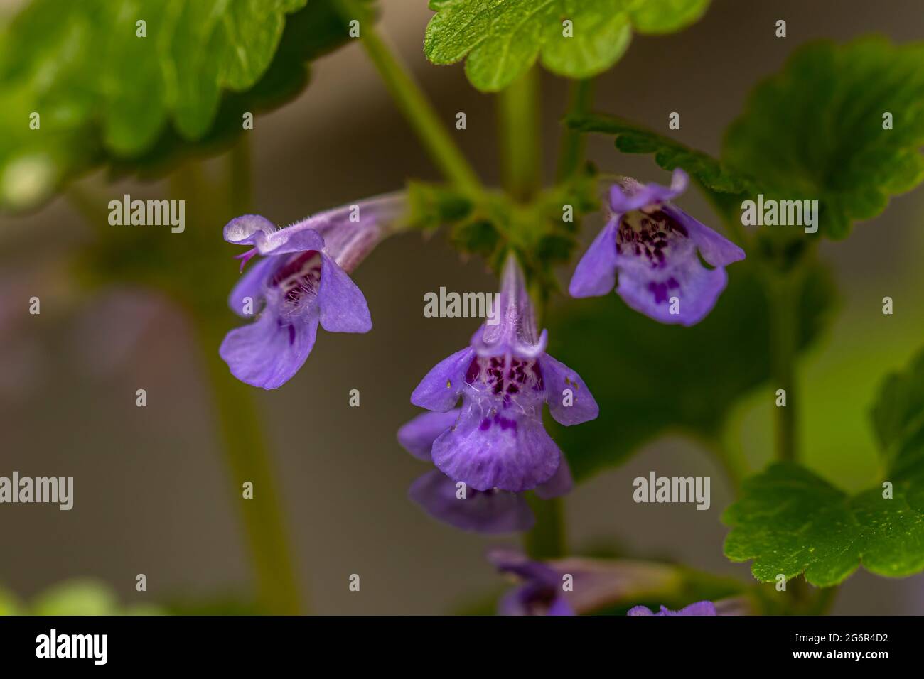 Glechoma hederacea in garden hi-res stock photography and images - Alamy