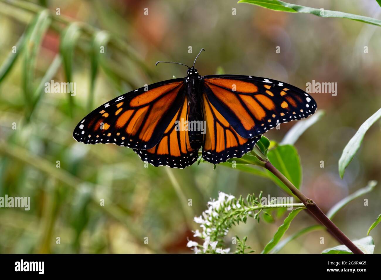 Most remarkable monarch hi-res stock photography and images - Alamy