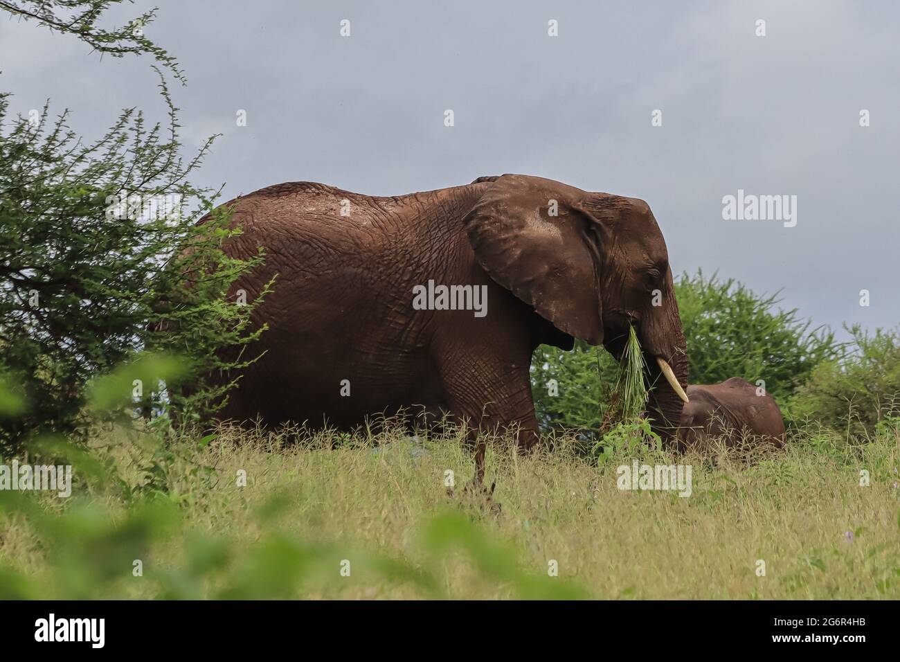 Elephant nature eating plants hi-res stock photography and images - Alamy