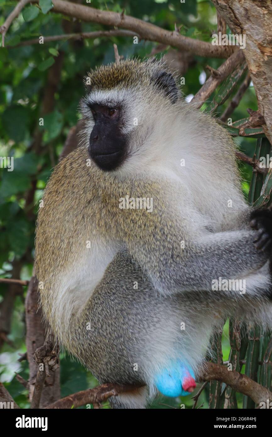 Monkey in natural environment hi-res stock photography and images - Alamy