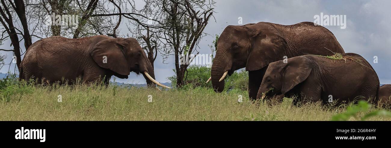 group of elephants standing near trees in savanna, banner Stock Photo ...