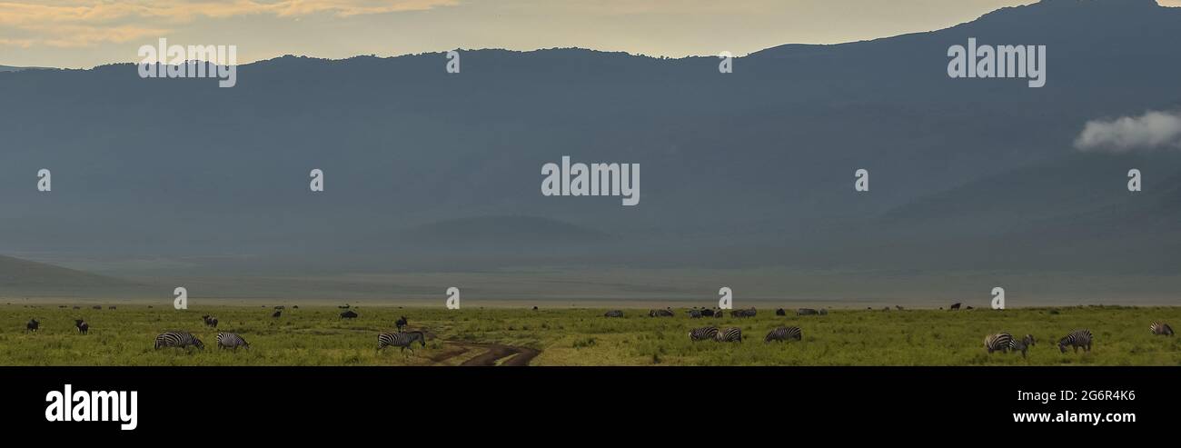Animals in their environment hi-res stock photography and images - Alamy