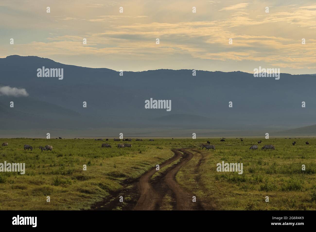 scenic view of wild animals in natural environment Stock Photo - Alamy