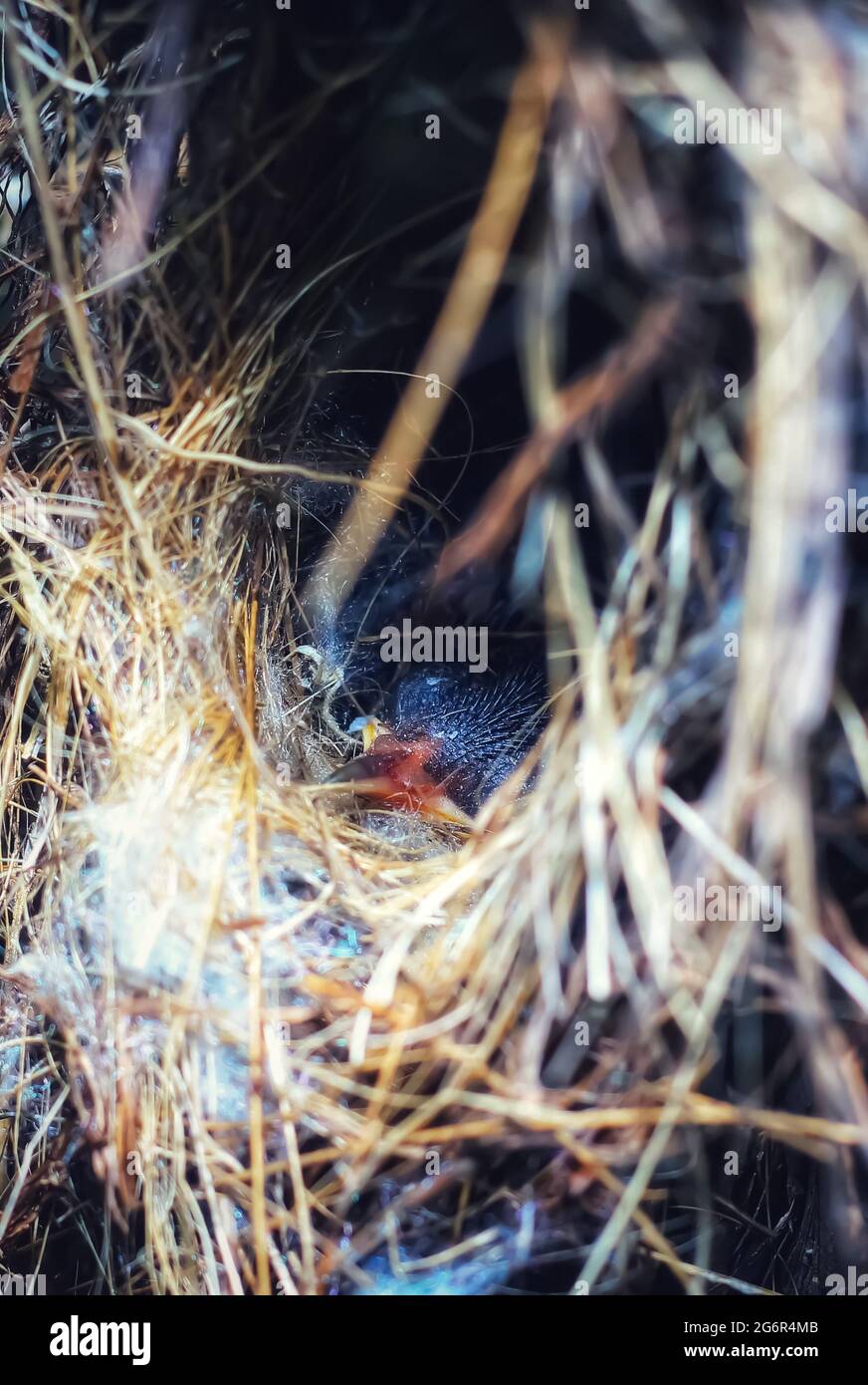 Red summer tanager birds nest on the tree in the forest with a newborn ...