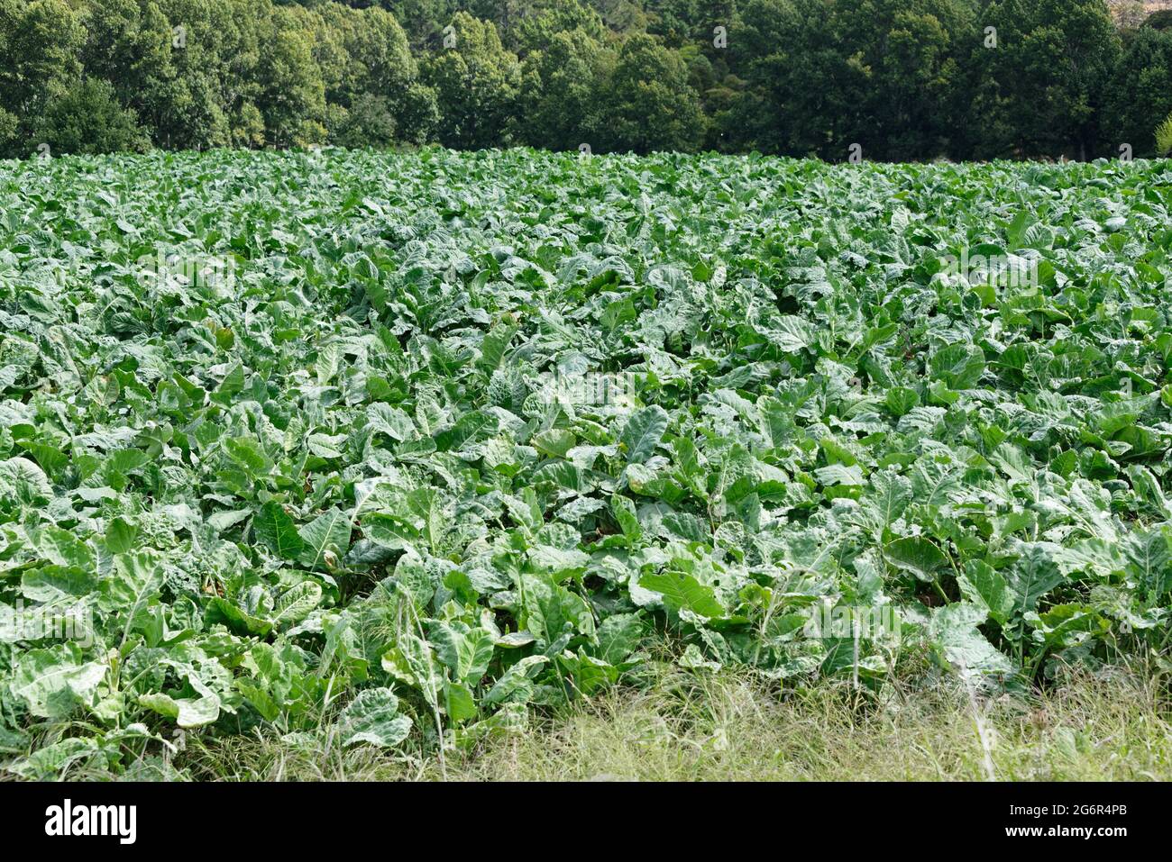 A paddock of brassicas or fodder crop is being grown in a paddock Stock ...