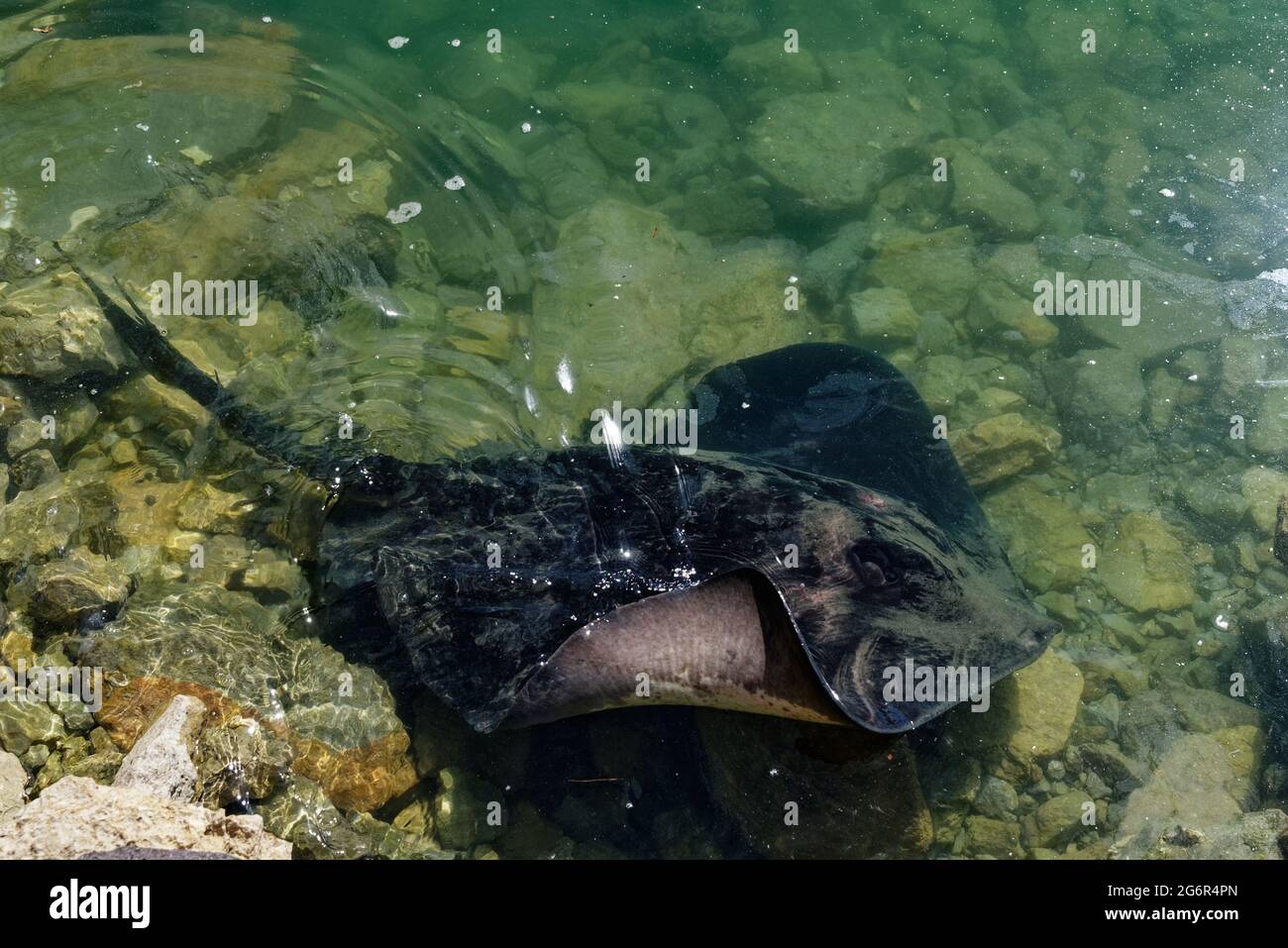 Short tailed black stingray hi-res stock photography and images - Alamy