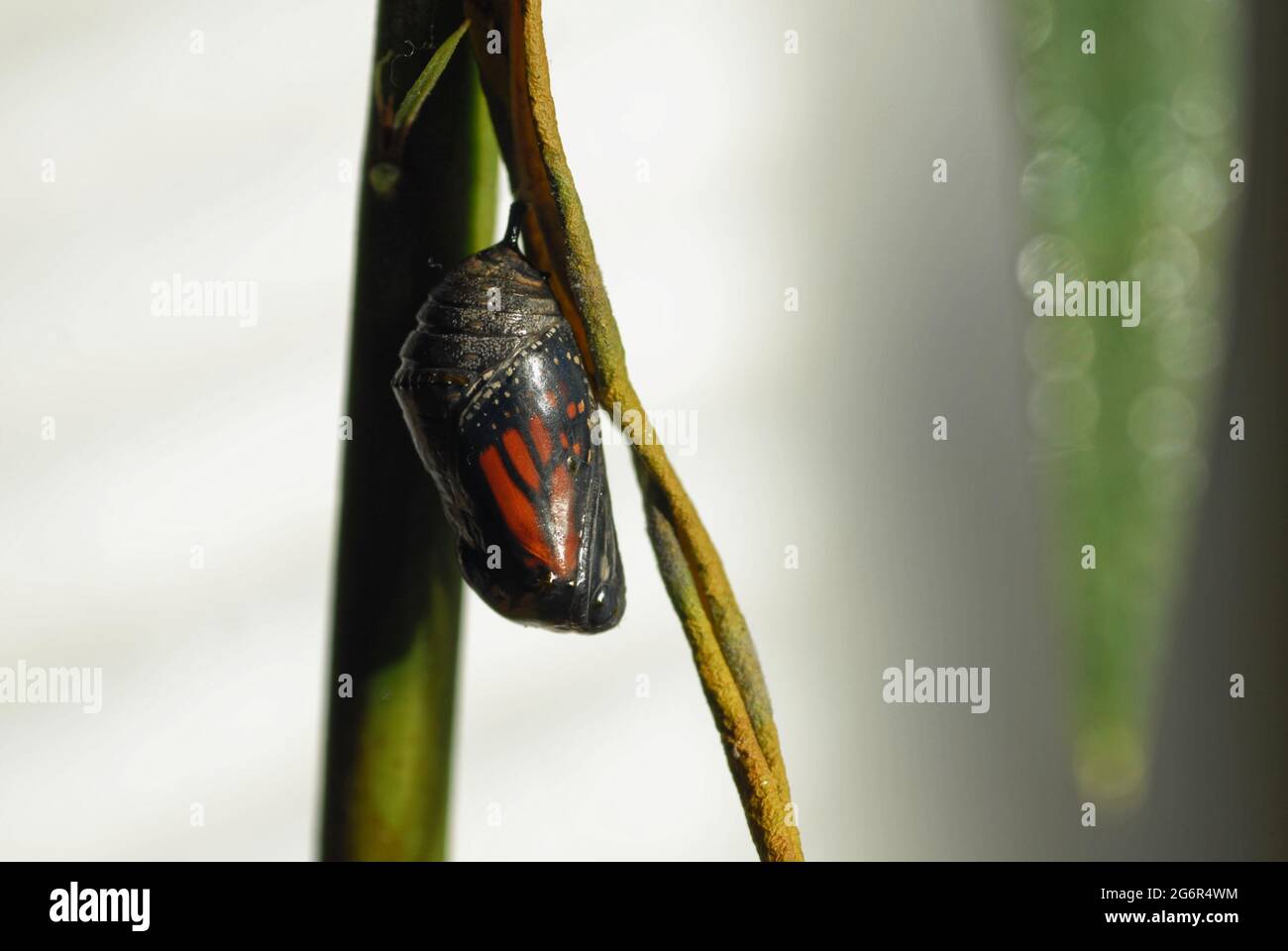 A monarch butterfly chrysalis has gone transparent, showing the ...