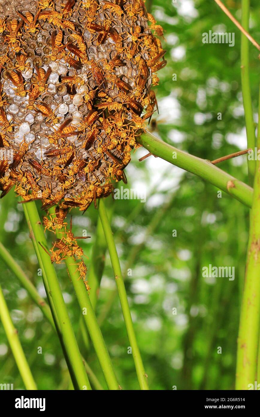 Close up hornet with nest. Wasps in the nest. A hornet's nest that is ...