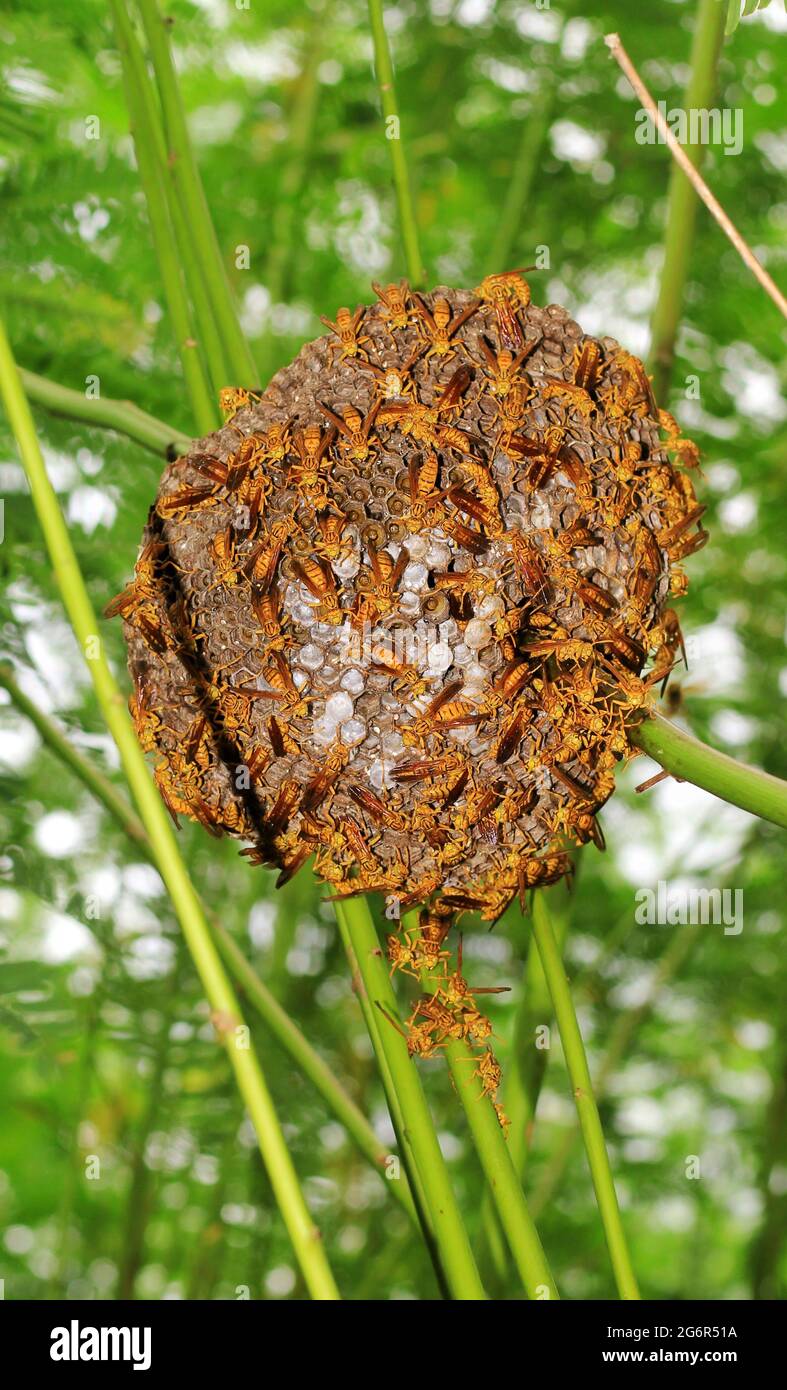 Close up hornet with nest. Wasps in the nest. A hornet's nest that is ...