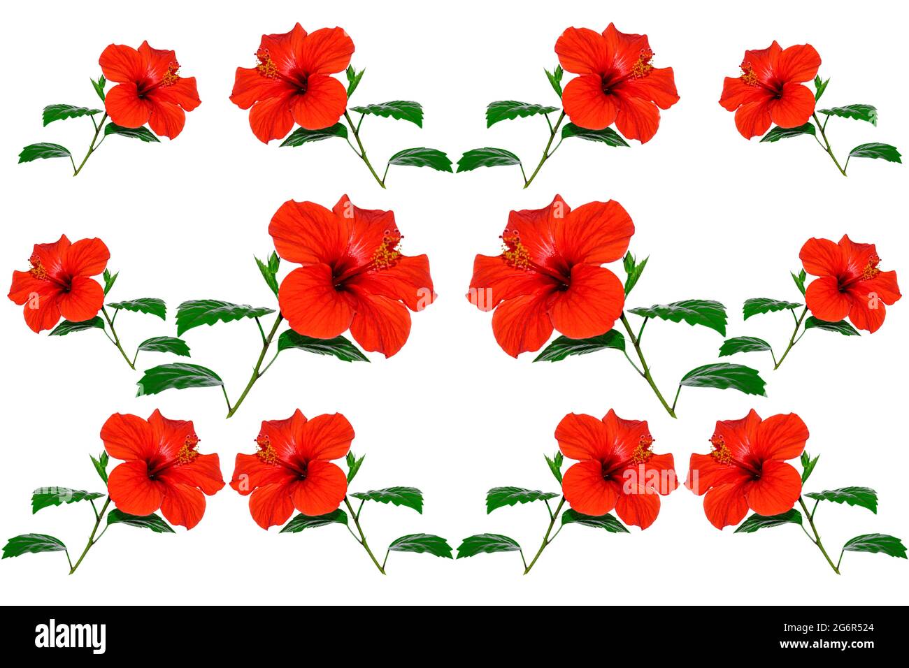 Wallpaper of hibiscus flower Cut Out Stock Images & Pictures - Alamy