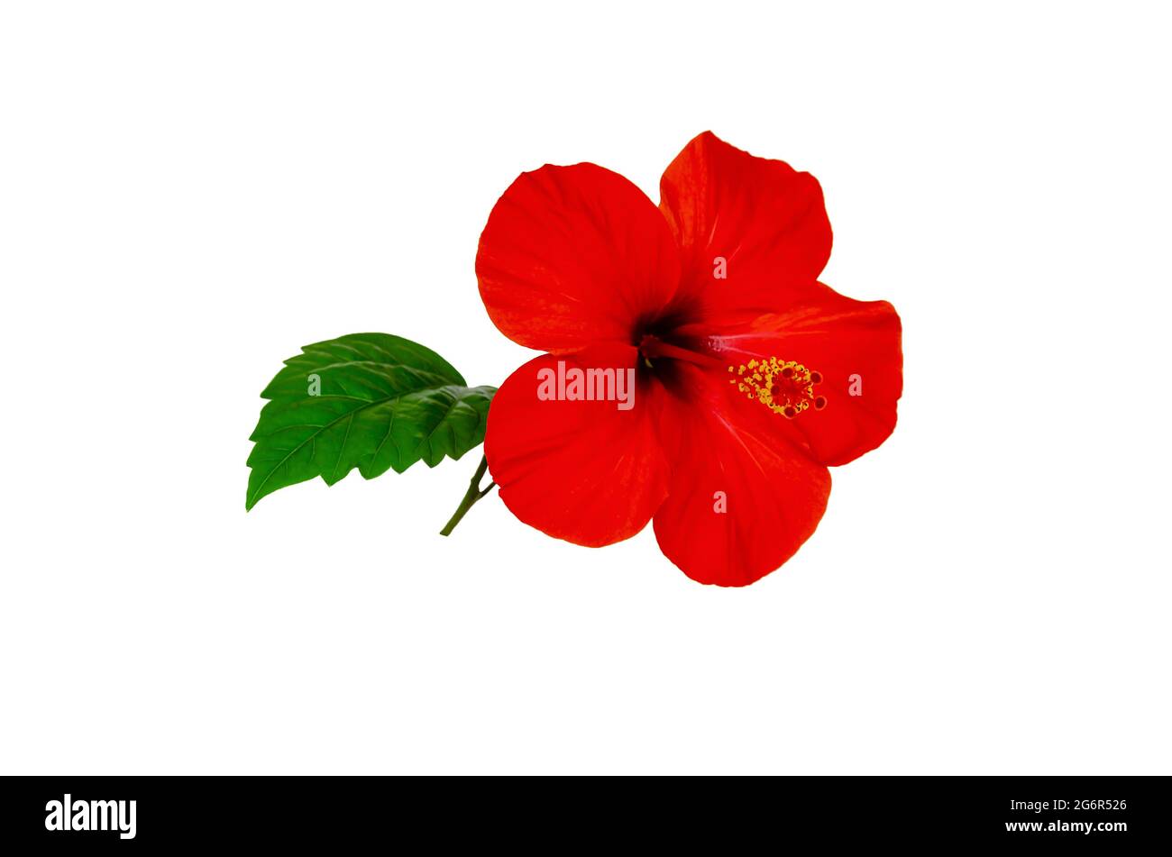 hibiscus red color isolated on white background Stock Photo - Alamy