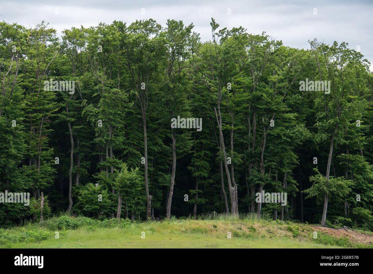 Trees silhouettes in a green forest, beautiful healthy relaxing scenery ...