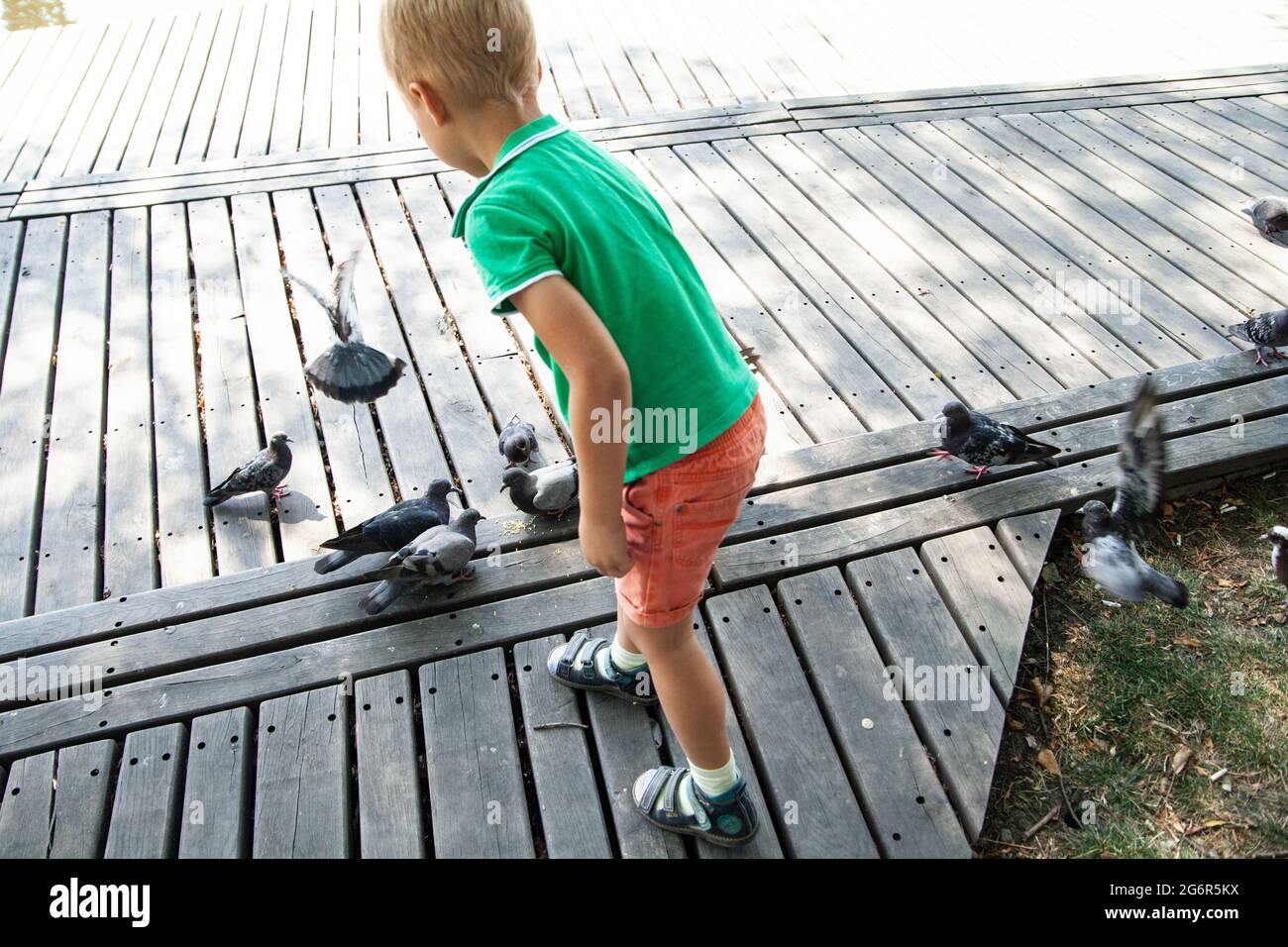 Little kid feeding pigeons on street in summer day in park Stock Photo ...