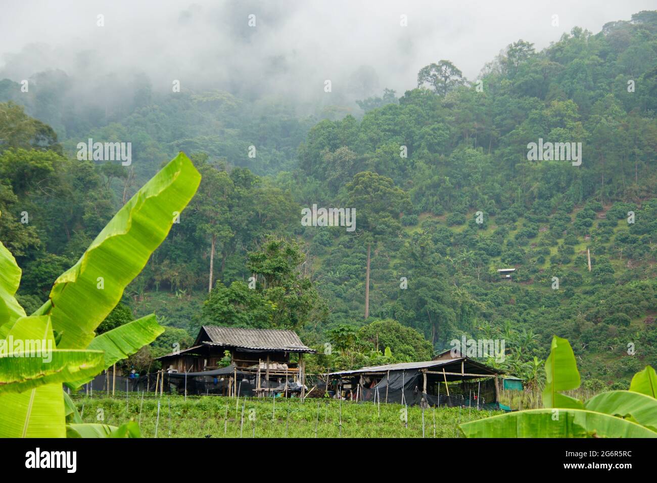 Old wooden hut overgrown in a tropical jungle Stock Photo - Alamy