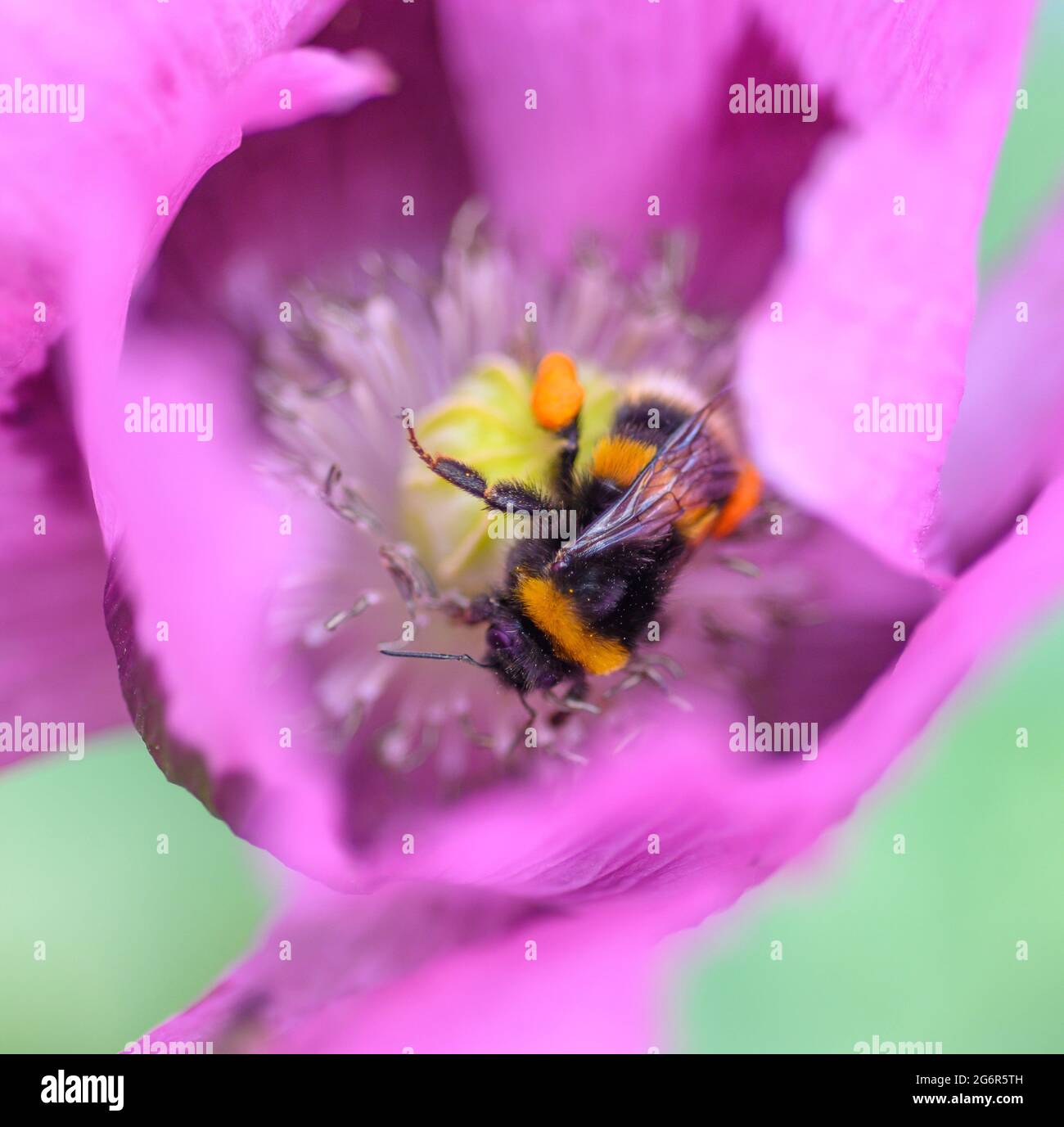 Inside a poppy flower hi-res stock photography and images - Alamy