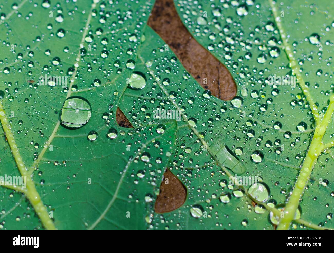 Beautiful green leaf with drops of water. water drops on green leaf for ...