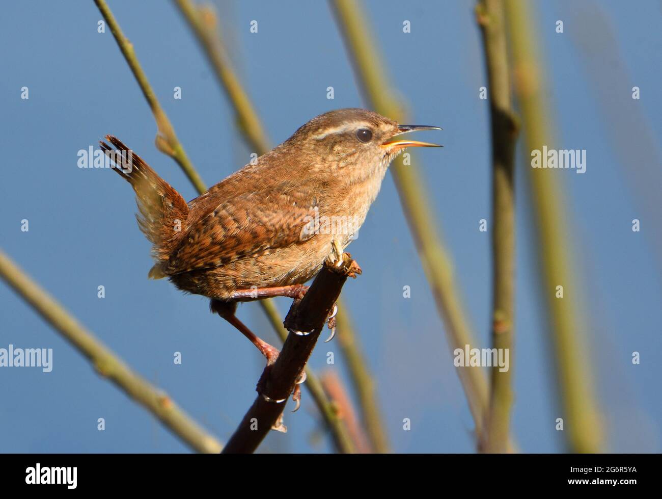 British wild birds hi-res stock photography and images - Alamy