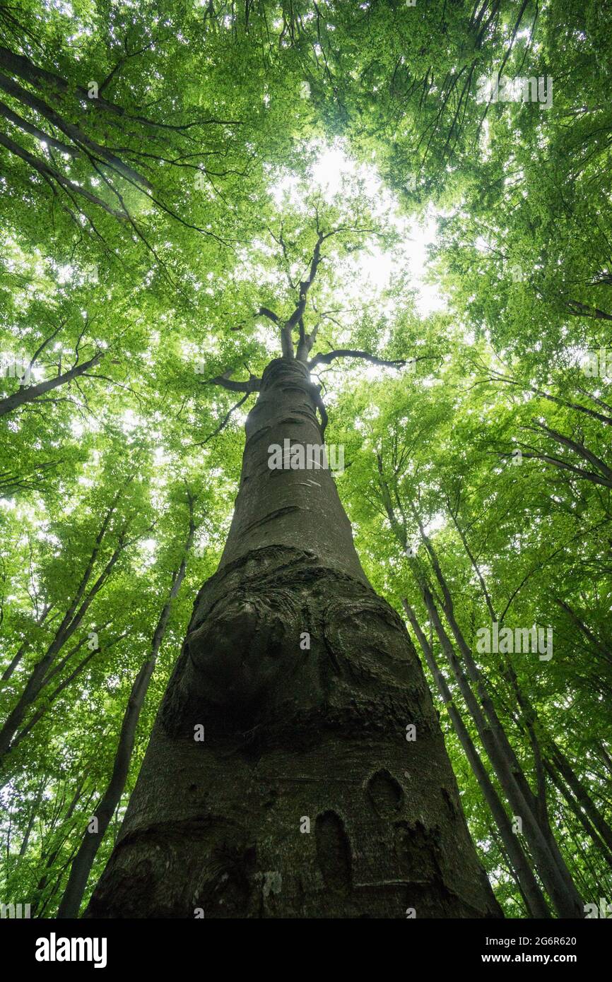 Tall tree dense crown hi-res stock photography and images - Alamy