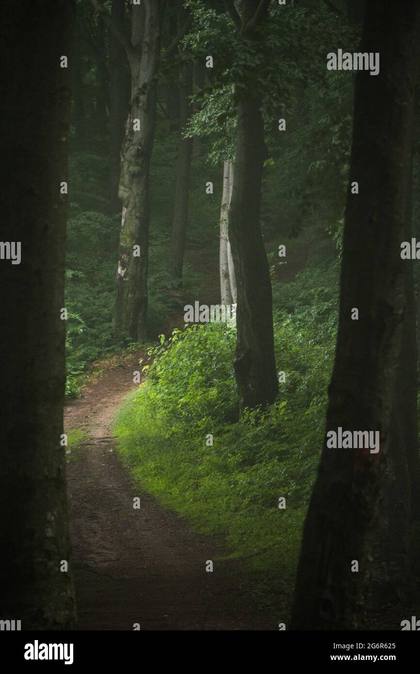 Trees silhouettes in a green forest, beautiful healthy relaxing scenery ...