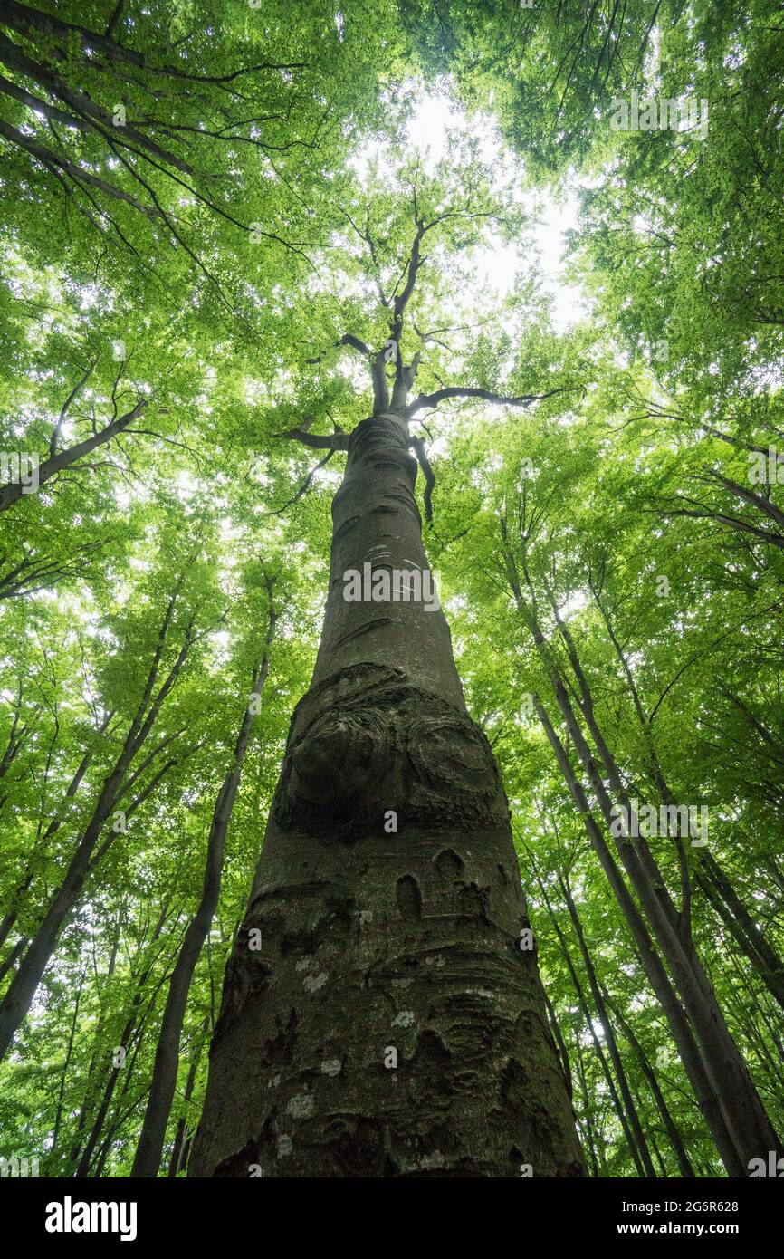 Looking up at a beautiful mature high tree in a dense forest, Romania ...