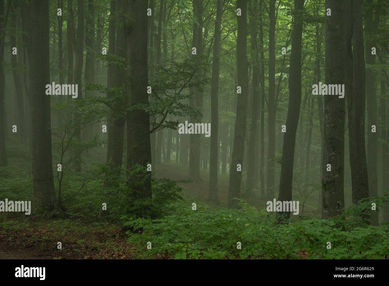 Trees silhouettes in a green forest, beautiful healthy relaxing scenery ...