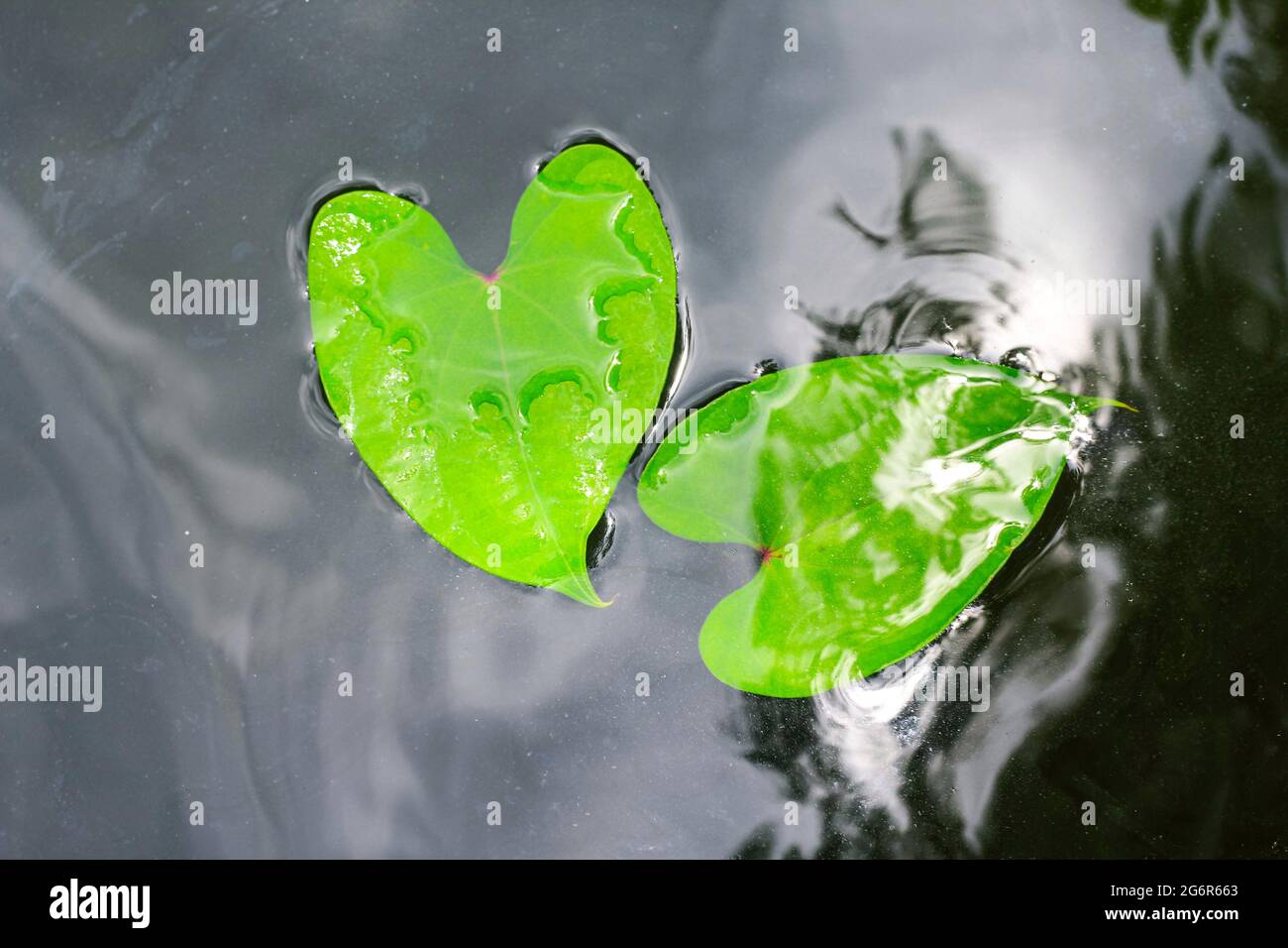 Leaf on the water. Green leaf over the water for wallpaper Stock Photo ...