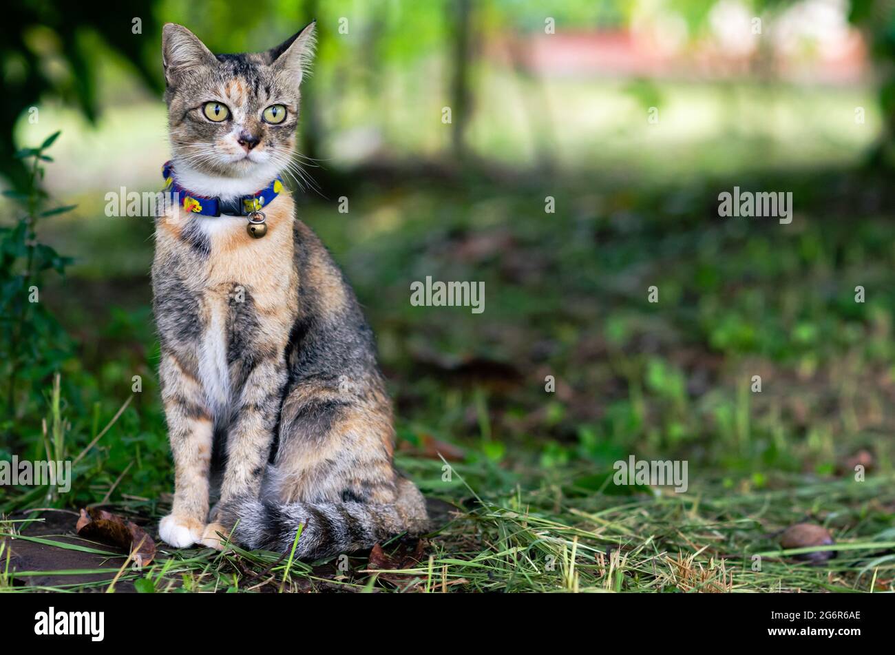 Messy house animal hi-res stock photography and images - Alamy