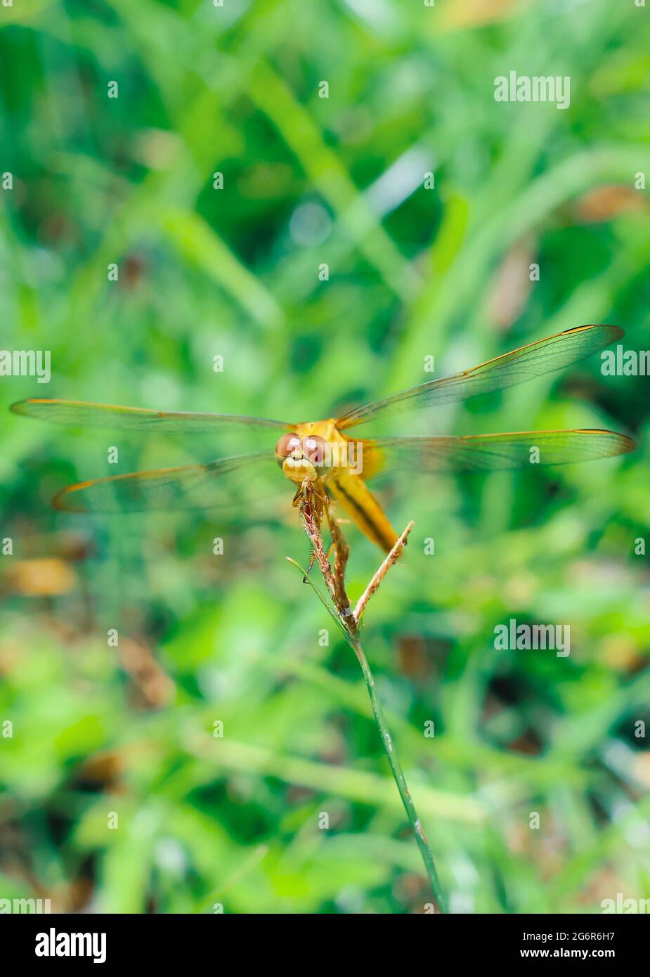 Beautiful nature scene dragonfly. Dragonfly in the nature habitat using ...