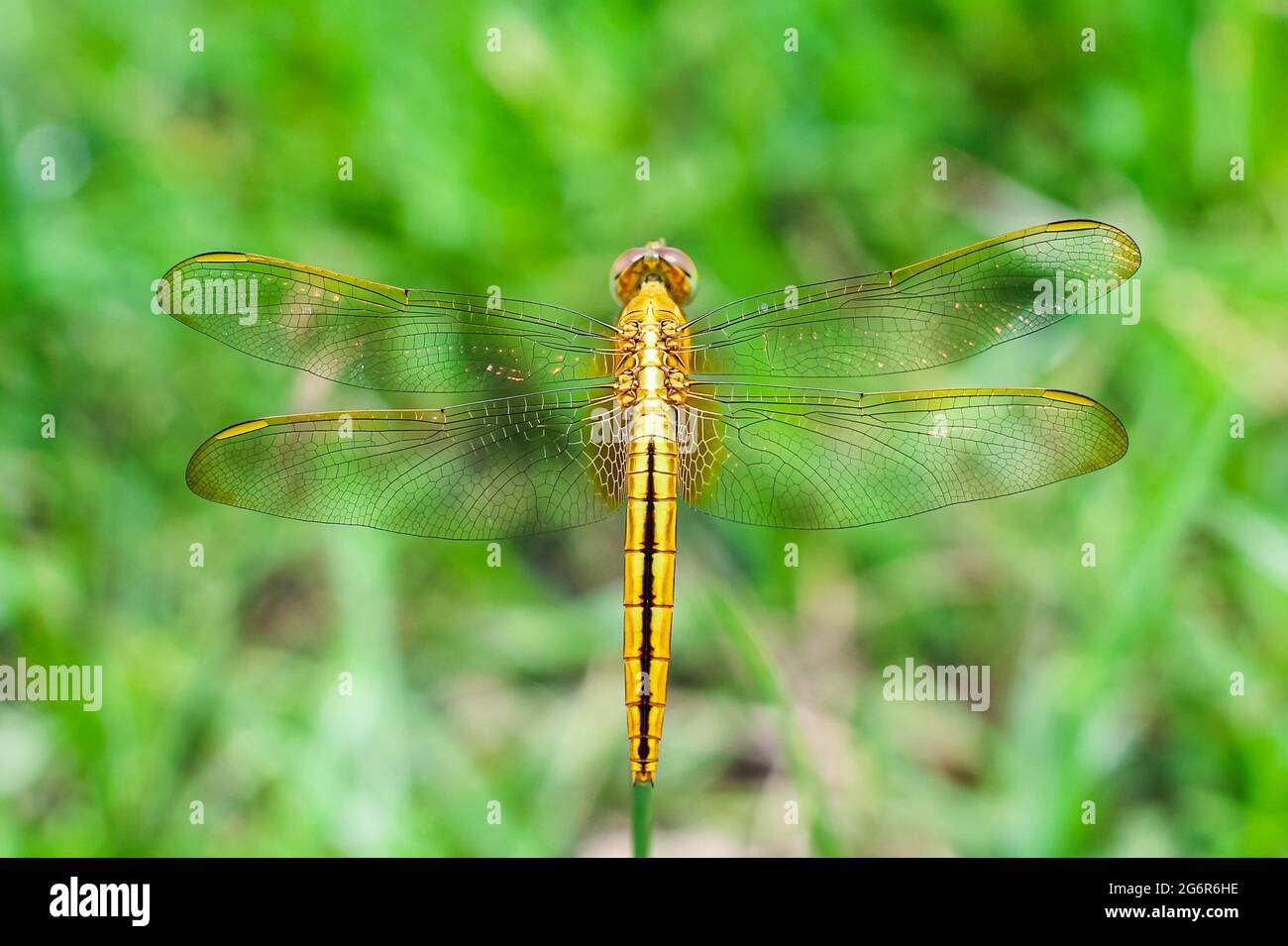 Beautiful nature scene dragonfly. Dragonfly in the nature habitat using ...