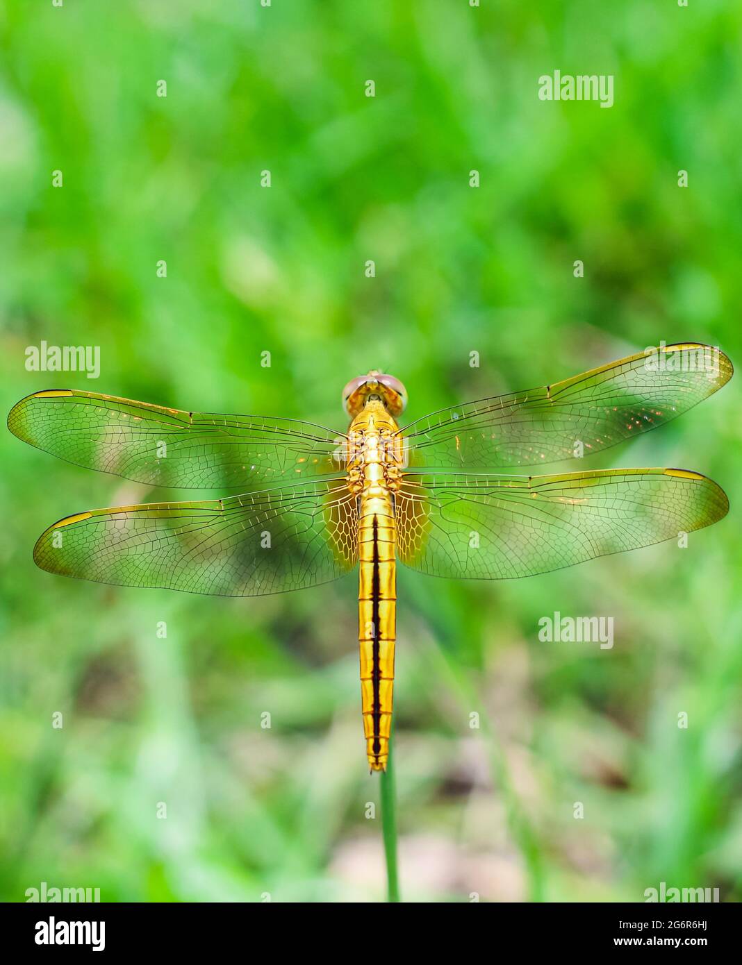 Beautiful nature scene dragonfly. Dragonfly in the nature habitat using ...