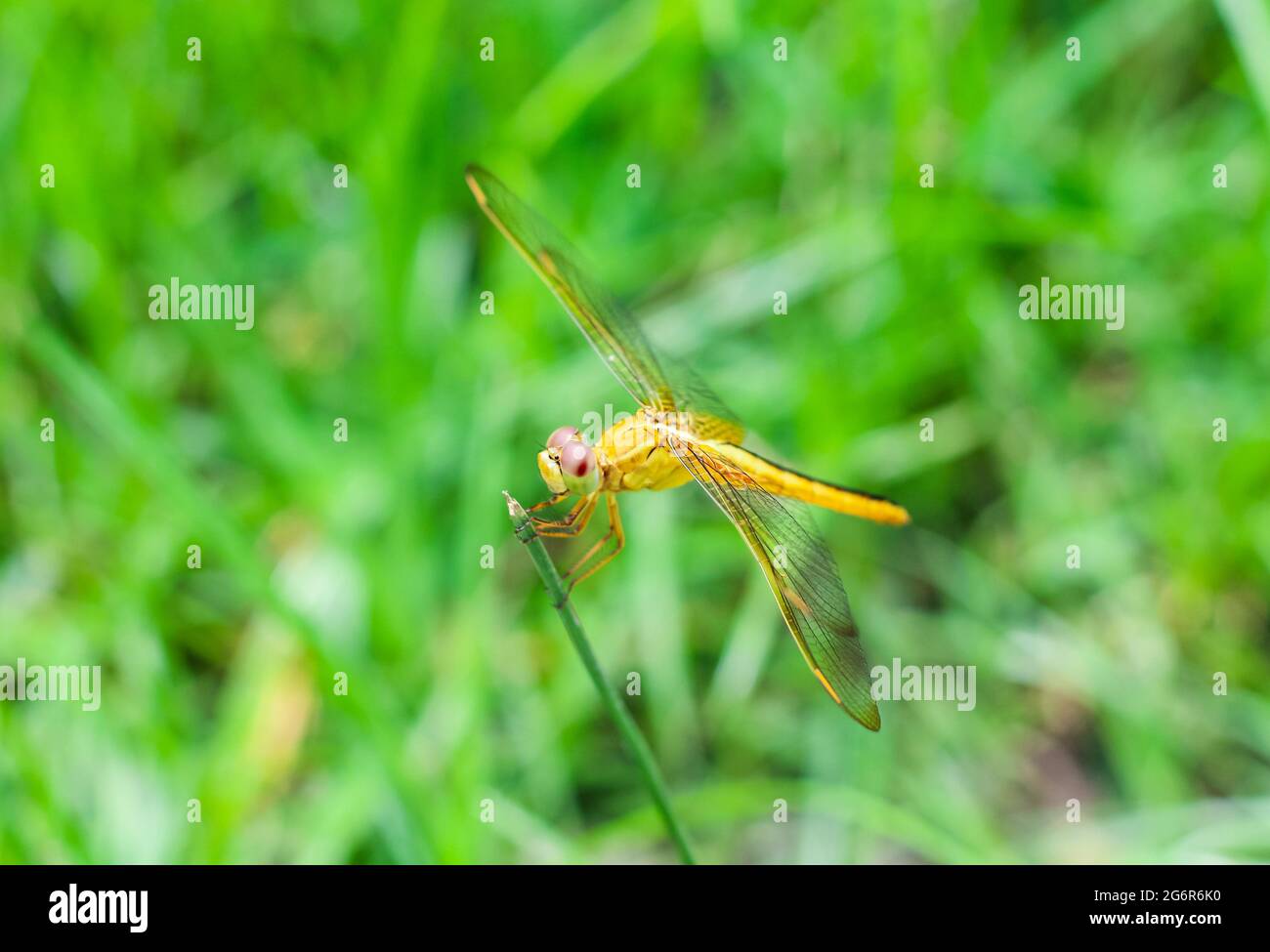 Beautiful nature scene dragonfly. Dragonfly in the nature habitat using ...