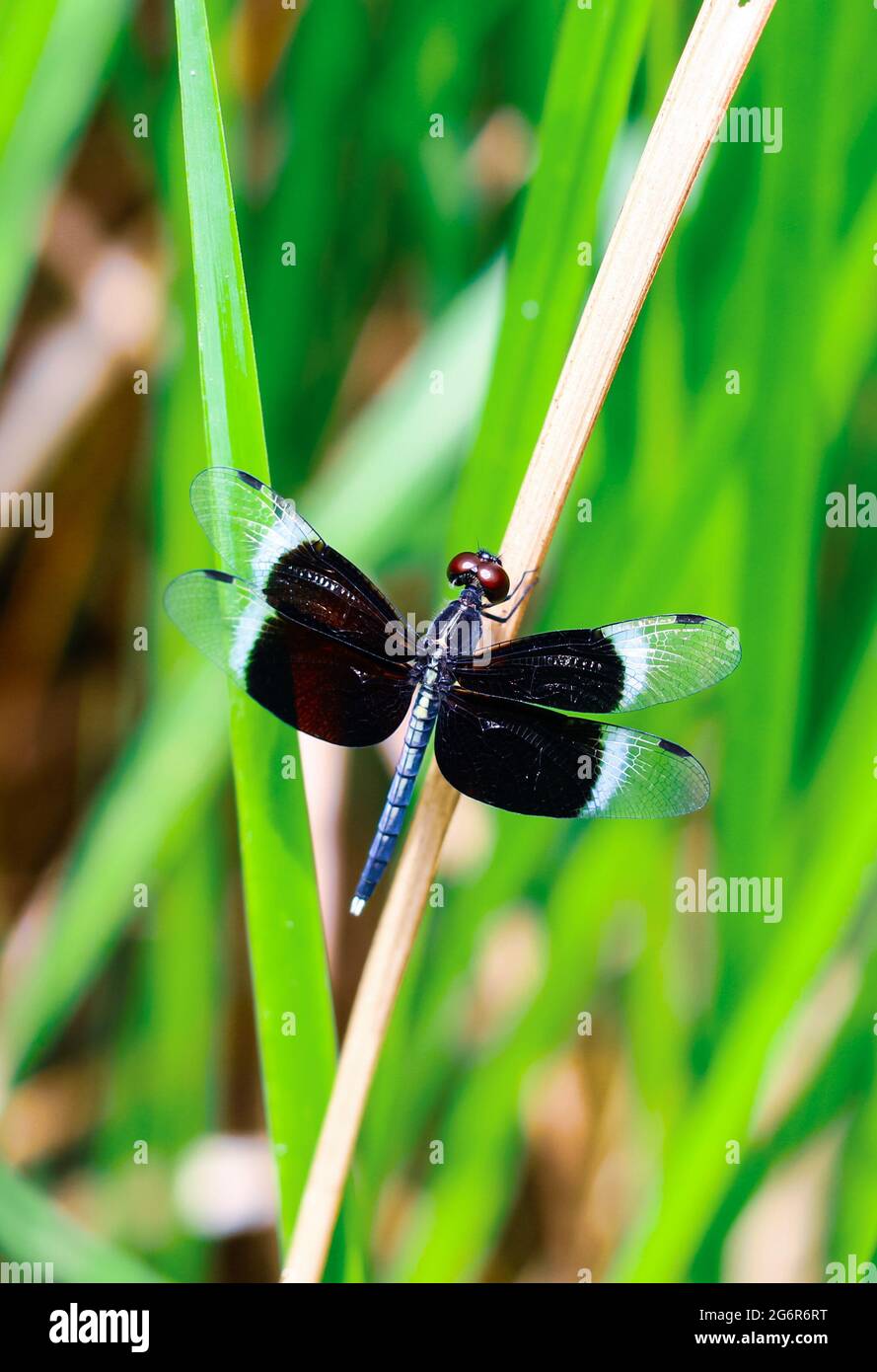 Beautiful nature scene dragonfly. Dragonfly in the nature habitat using ...