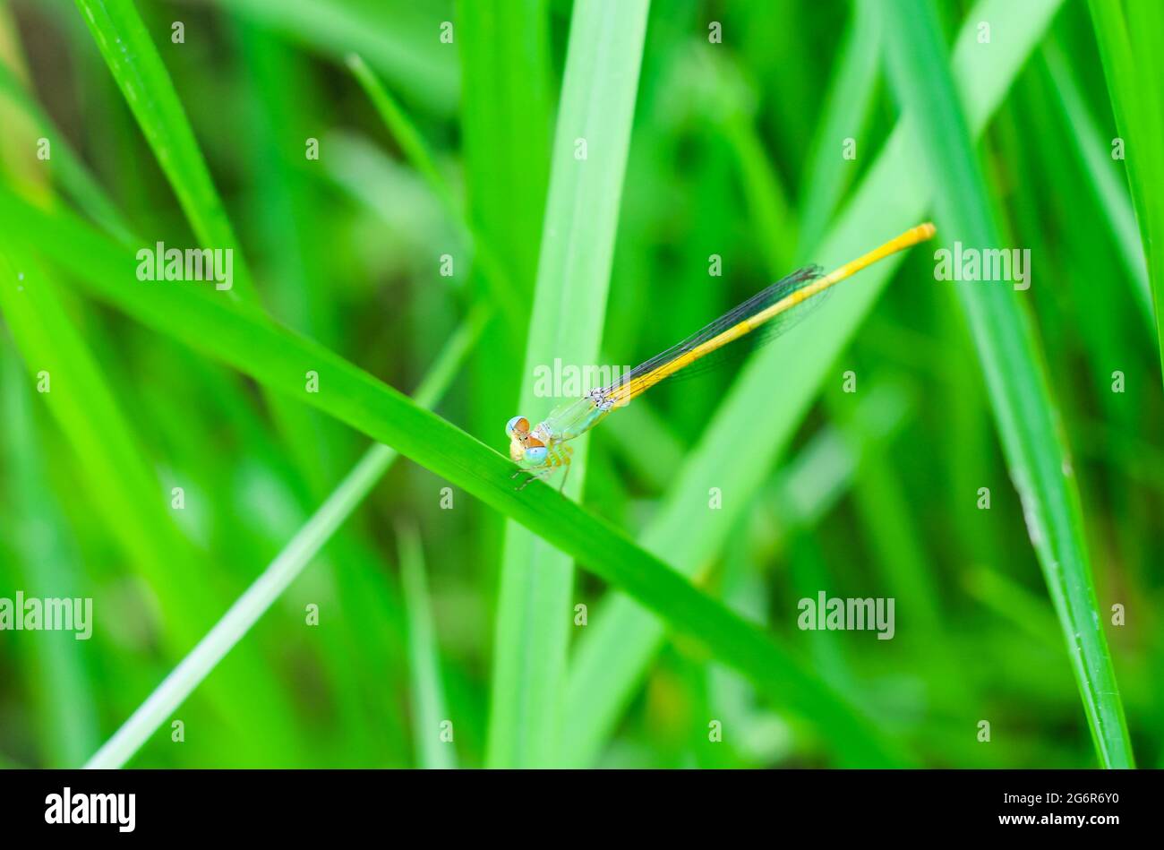 Beautiful nature scene dragonfly. Dragonfly in the nature habitat using ...