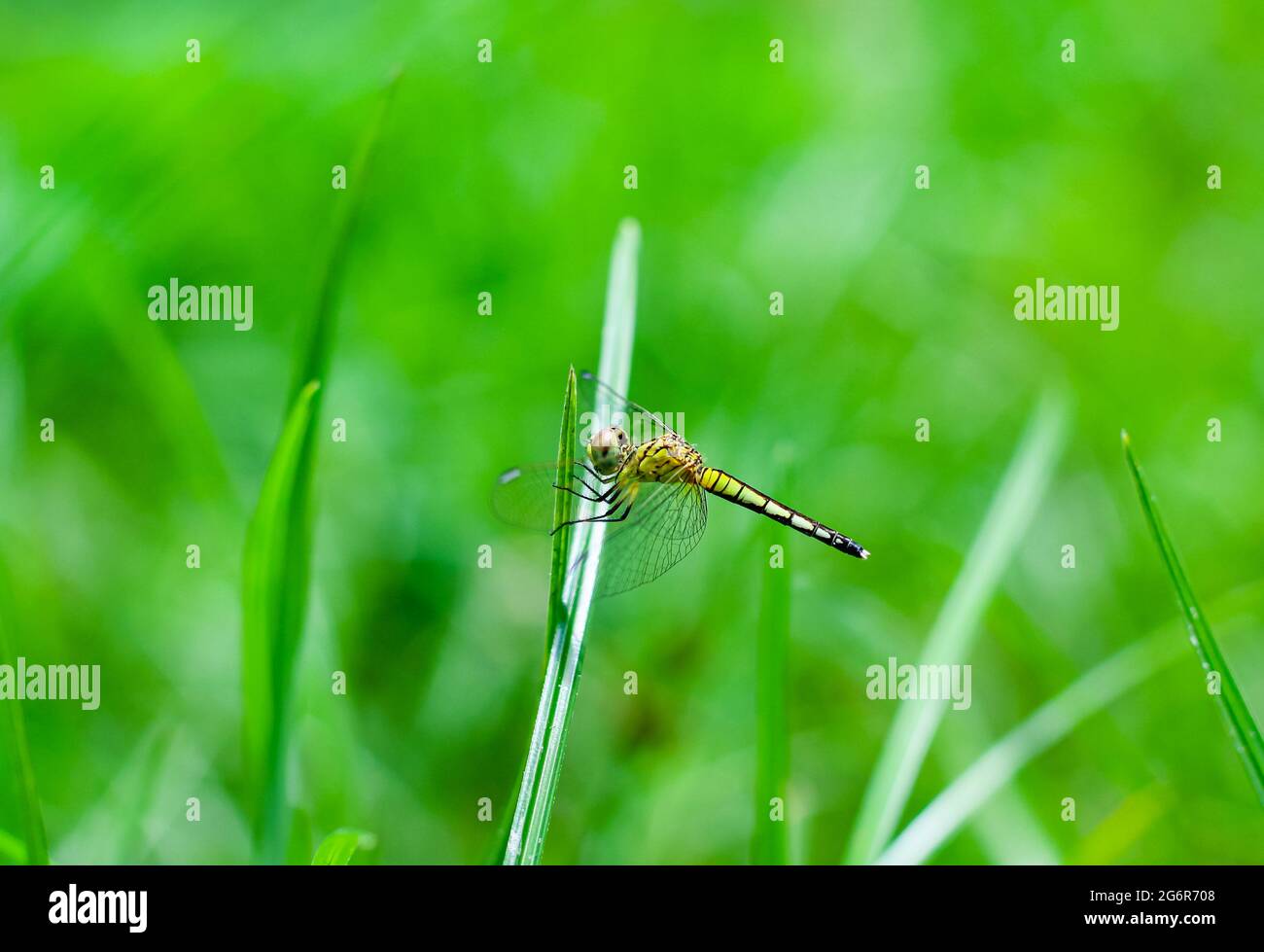 Beautiful nature scene dragonfly. Dragonfly in the nature habitat using ...