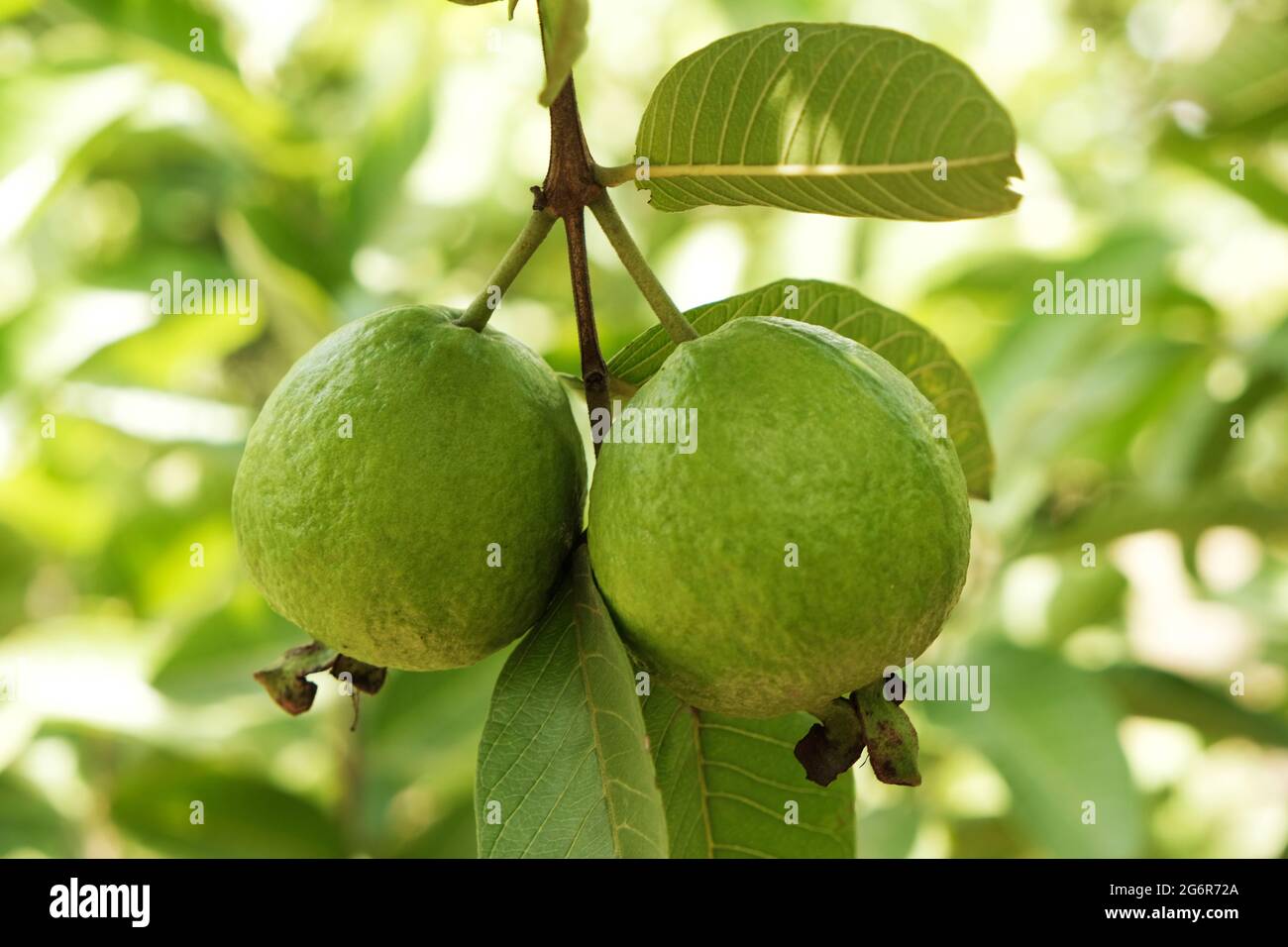 Guava Tropical Fruit hanging on tree in agriculture farm of India in ...