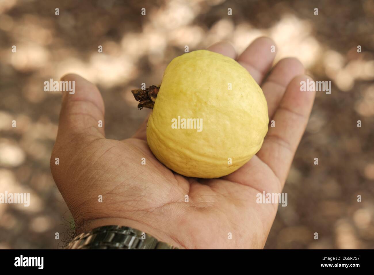 Guava farm hi-res stock photography and images - Alamy