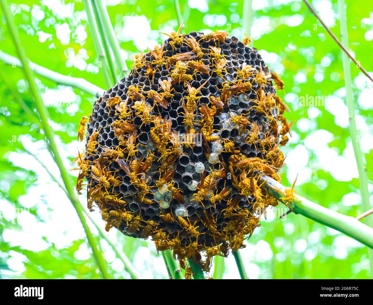 Close up hornet with nest. Wasps in the nest. A hornet's nest that is ...