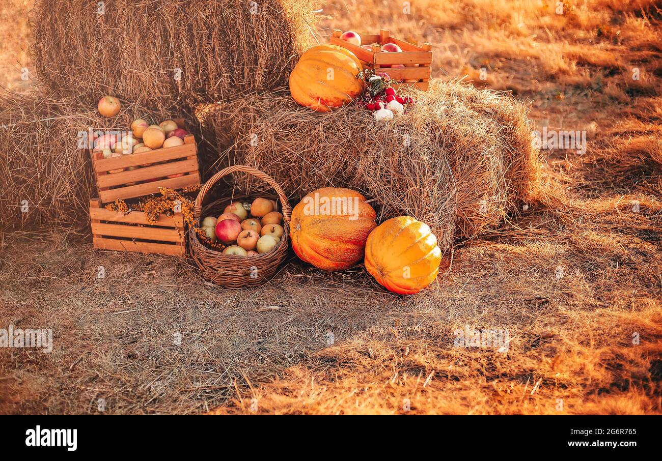 Bunch of ripe fruits and vegetables placed on hay bales in dry field on autumn day in ...