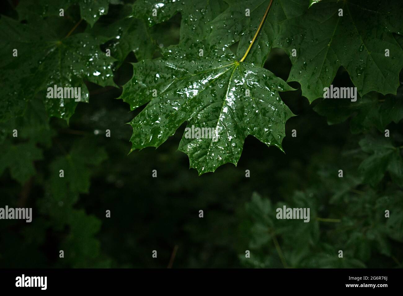 Rainforest after rain storm hi-res stock photography and images - Alamy
