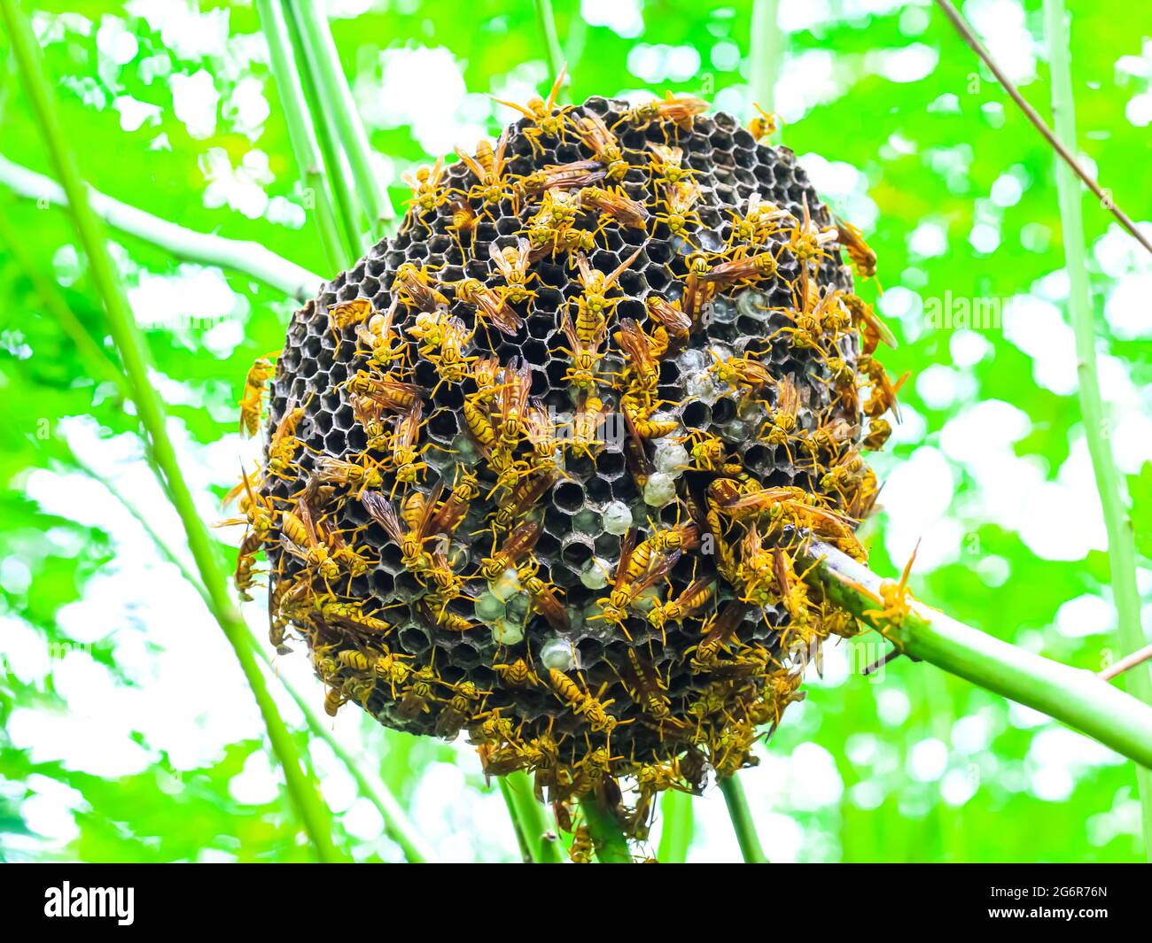 Close up hornet with nest. Wasps in the nest. A hornet's nest that is ...