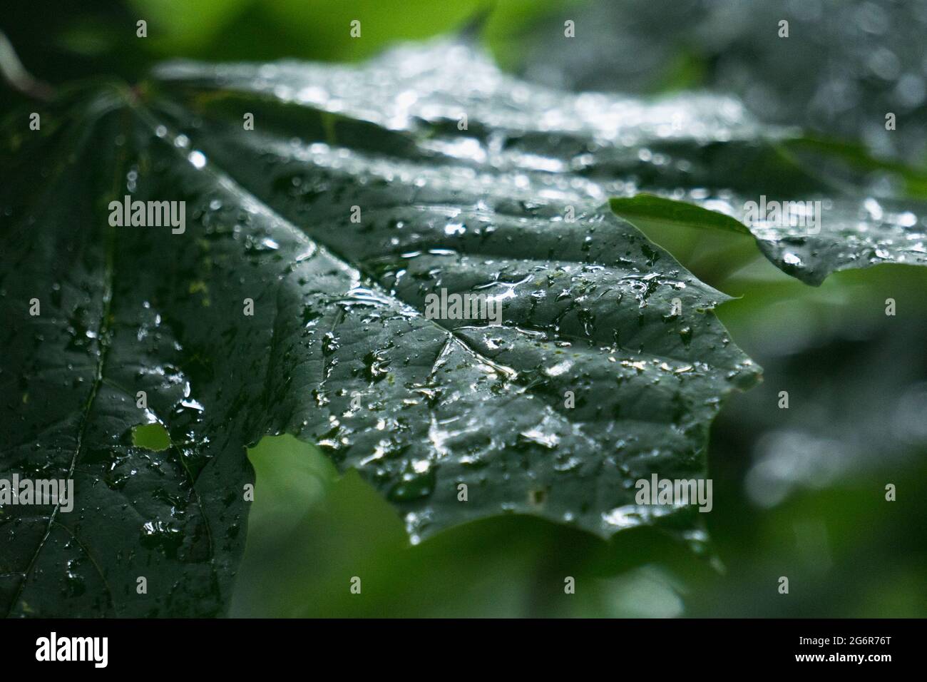 Rainforest after rain storm hi-res stock photography and images - Alamy