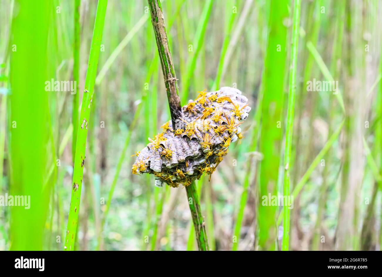 Close up hornet with nest. Wasps in the nest. A hornet's nest that is ...