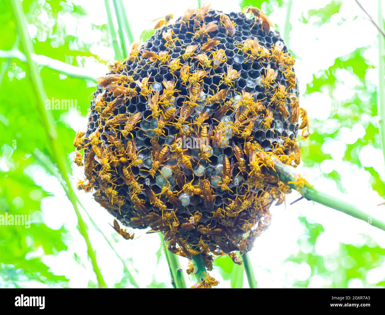 Close up hornet with nest. Wasps in the nest. A hornet's nest that is ...