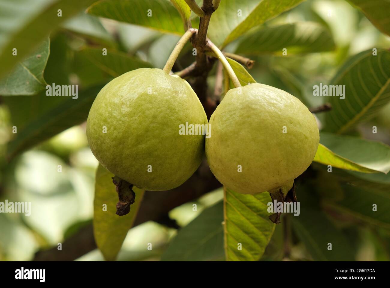 Guava Tropical Fruit hanging on tree in agriculture farm of India in ...