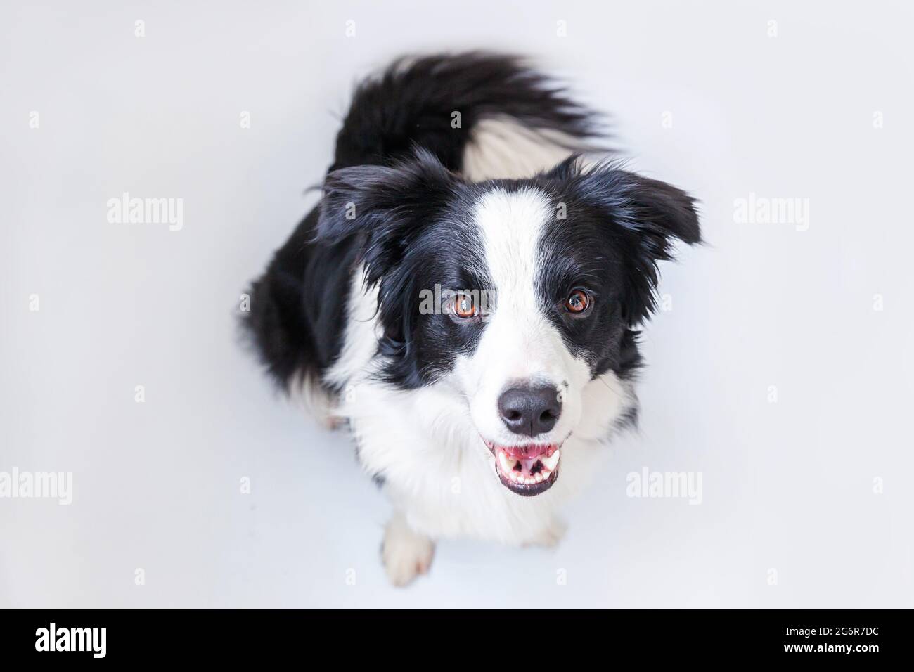 Funny portrait of cute smiling puppy dog border collie sitting isolated ...