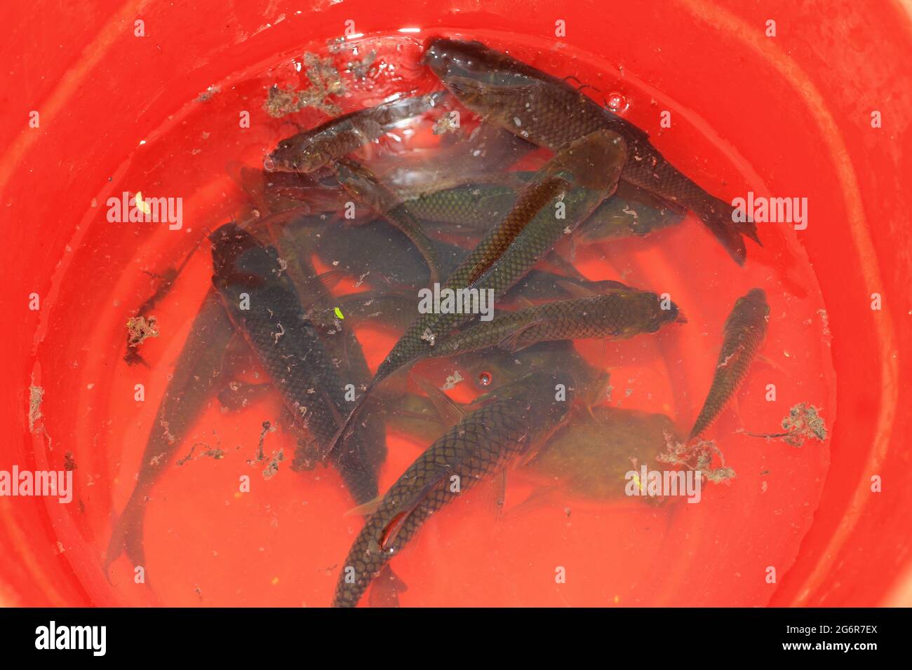 Bangladeshi fisherman caught fishes. Fish on hand. Fishing on river ...