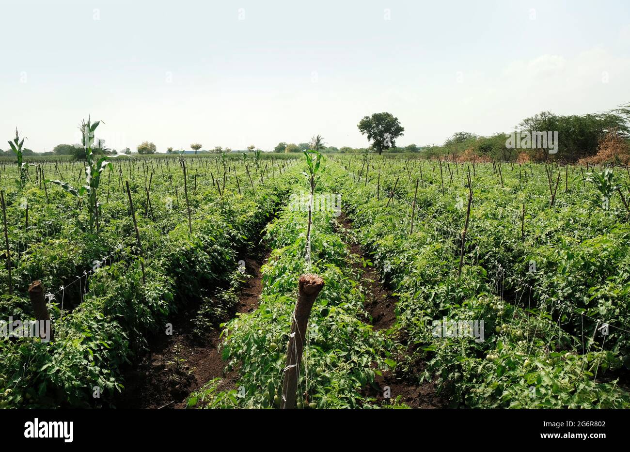 Beautiful green Tomato field in Maharashtra, India Stock Photo - Alamy